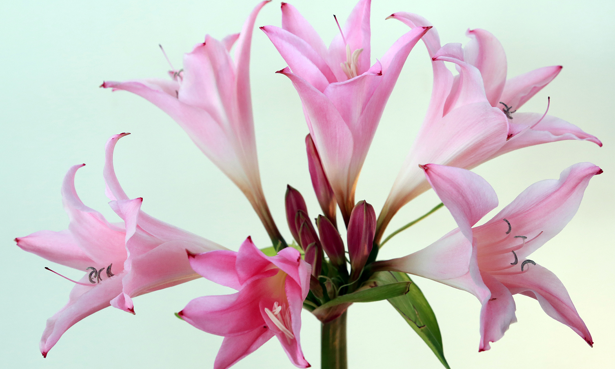 The Flower – AMARCRINUM